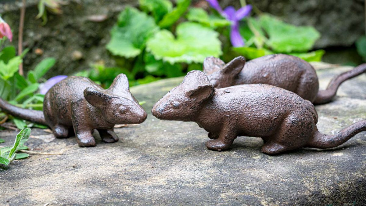 Collectie – De Duizendpoot